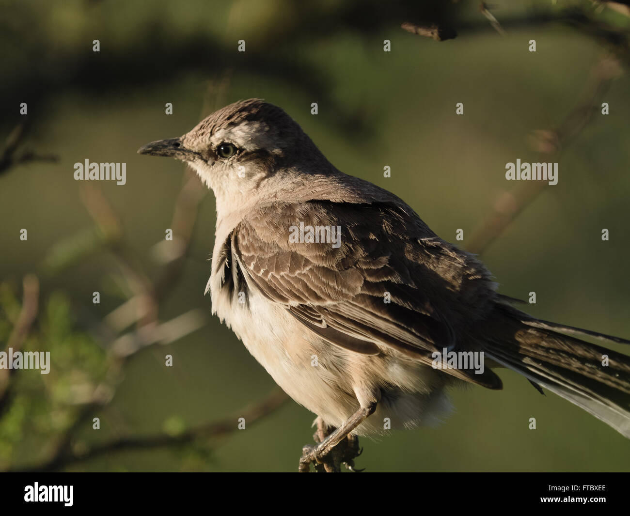 Calandria hi-res stock photography and images - Alamy