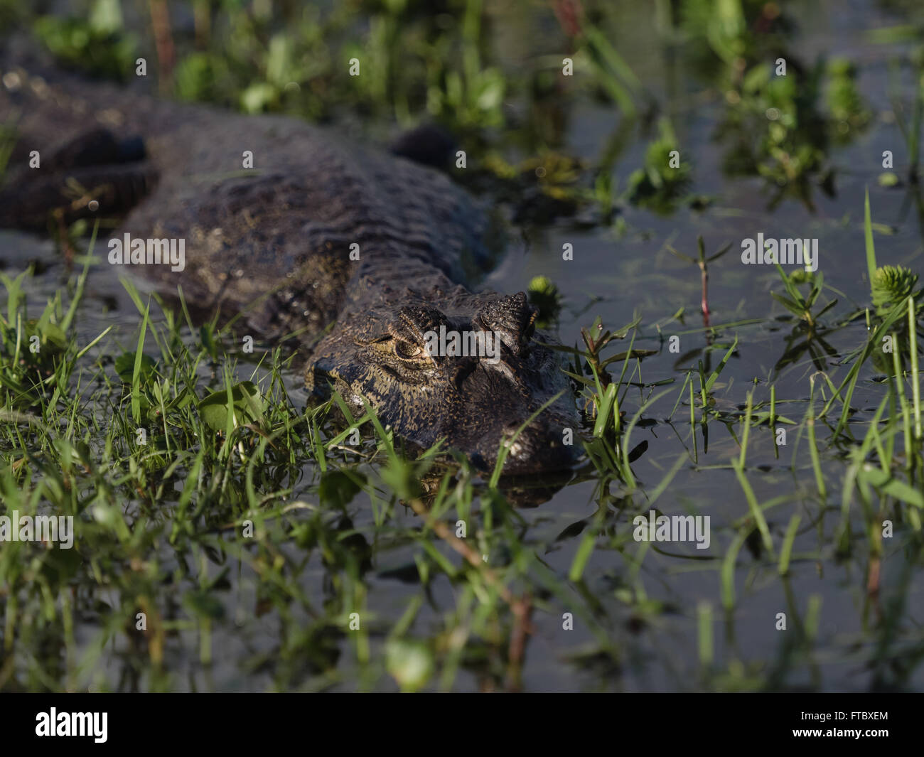 Half submerged crocodile hi-res stock photography and images - Alamy