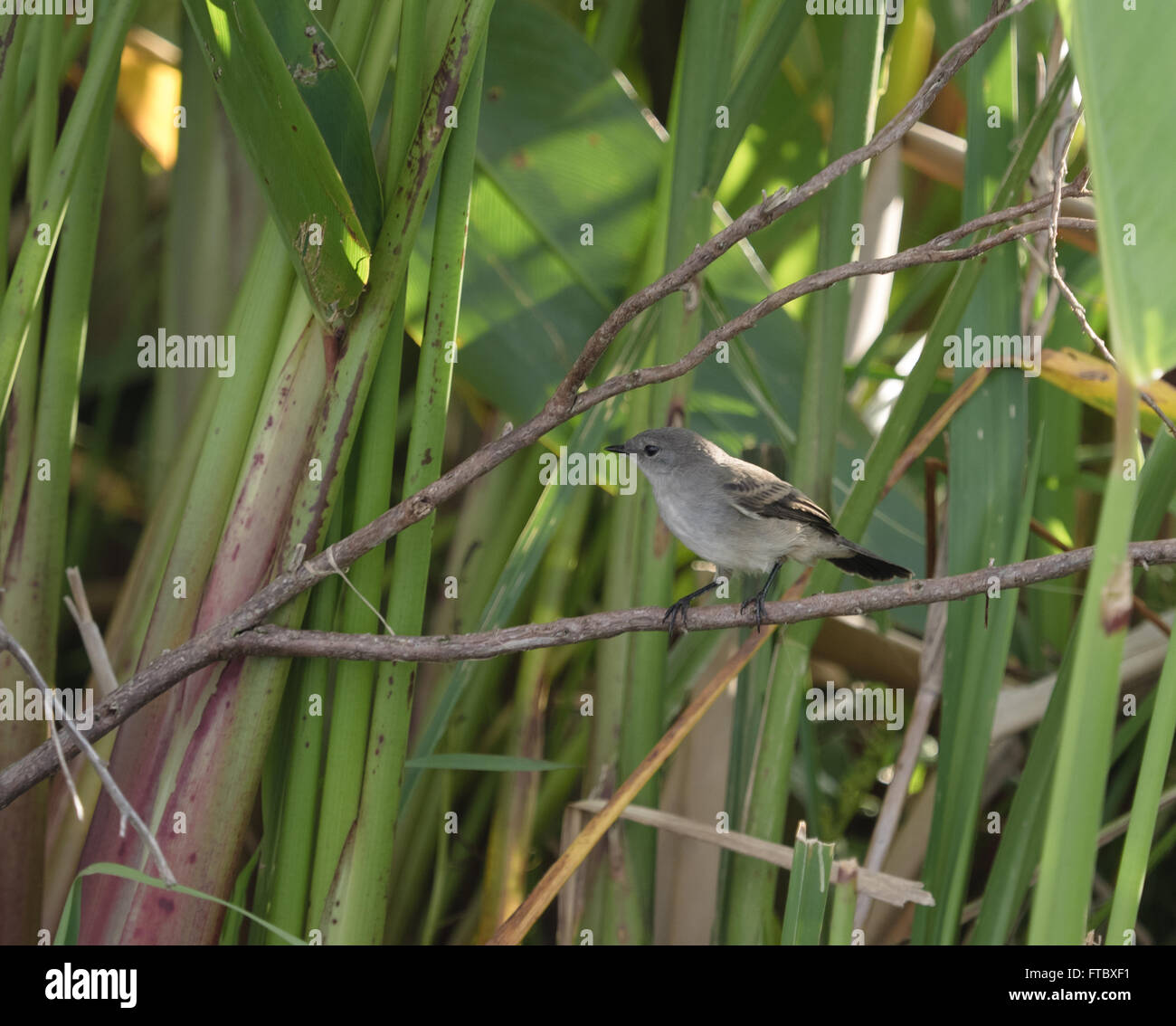 Austral negrito lessonia rufa hi-res stock photography and images - Alamy