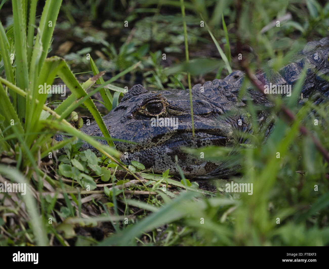 Half submerged crocodile hi-res stock photography and images - Alamy