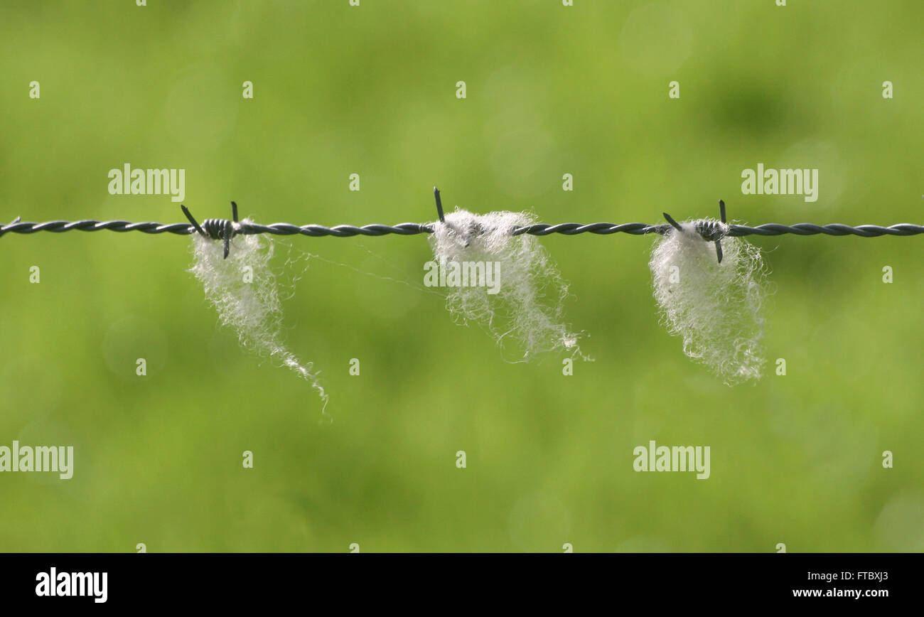 Tufts of wool hi-res stock photography and images - Alamy