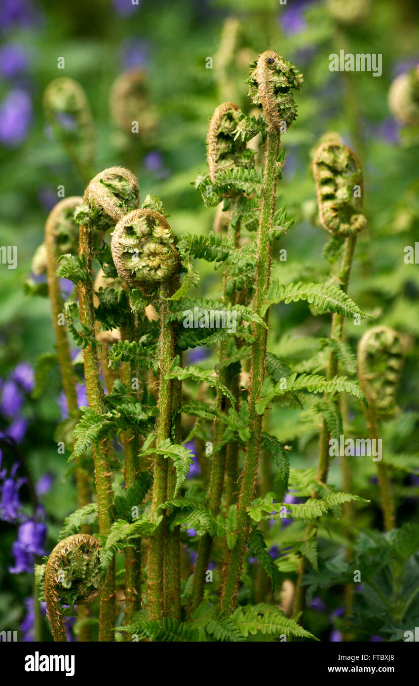 Vertical ferns plant green grow growing growth hi-res stock photography ...