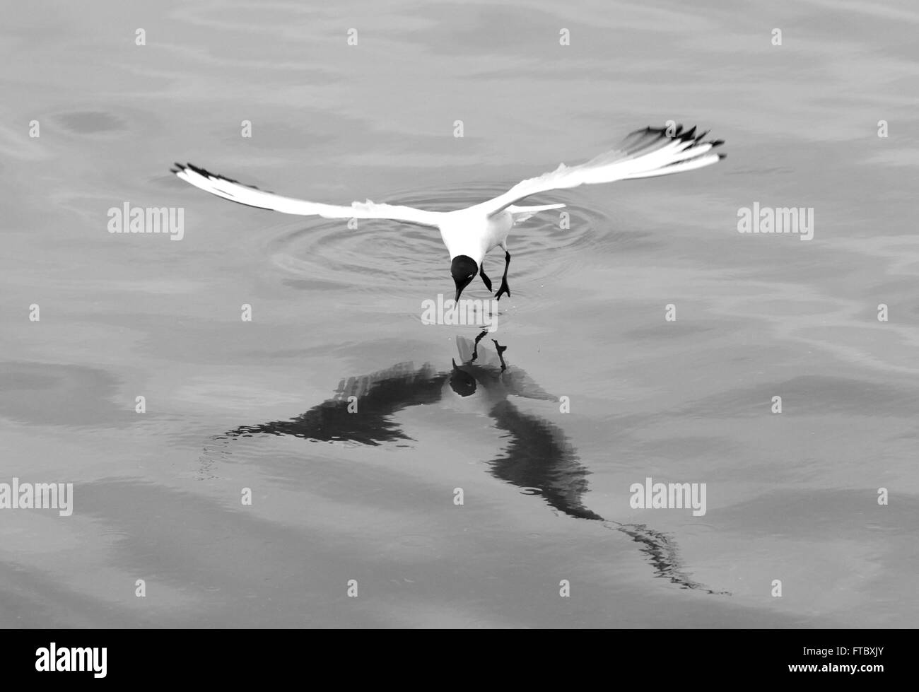 Bird hovering over water hi-res stock photography and images - Alamy