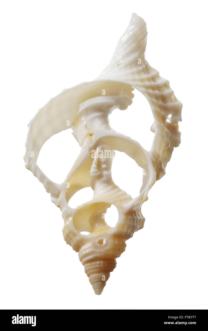Seashell ornament Cut Out Stock Images & Pictures - Alamy