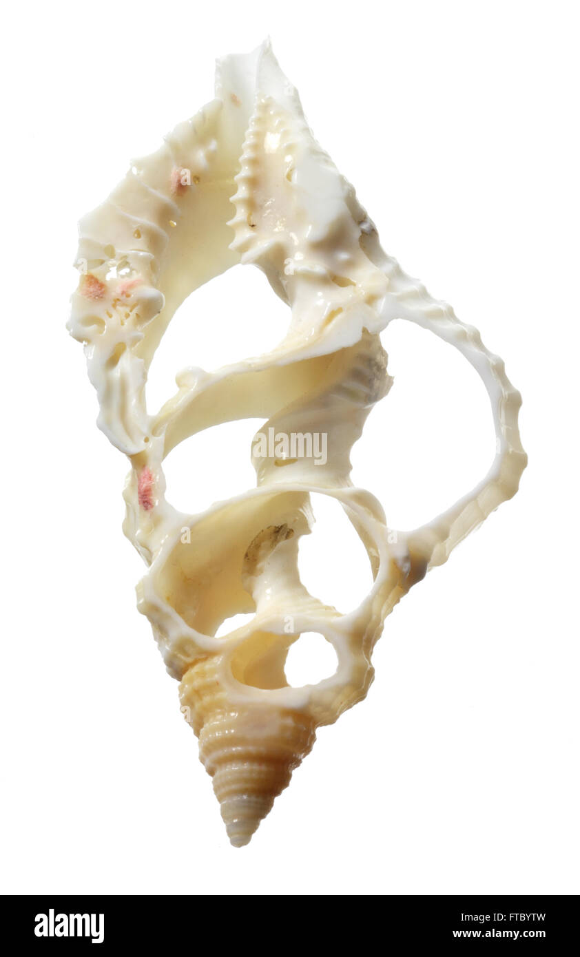 Seashell cutout hi-res stock photography and images - Alamy