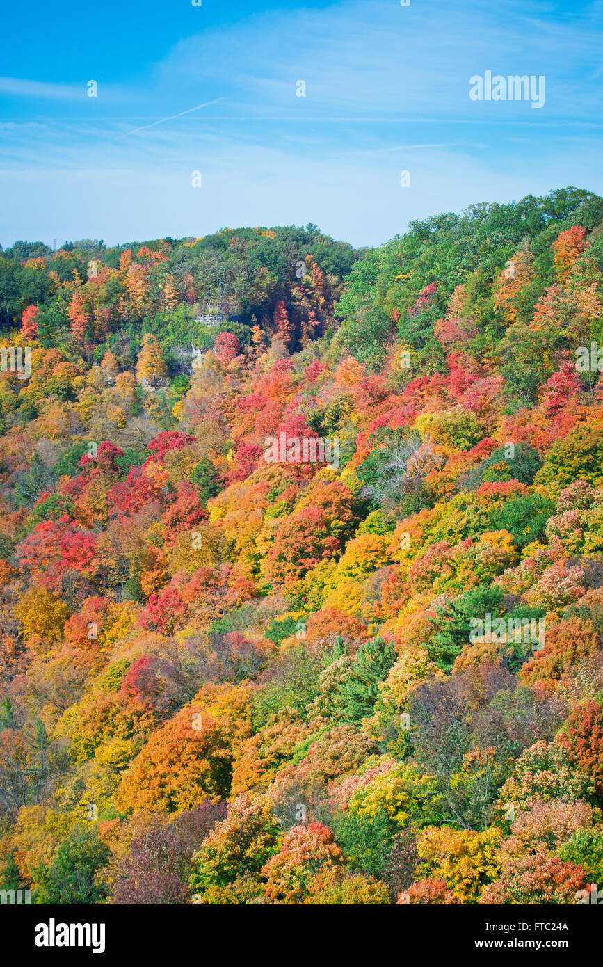colorful maple leaves in foreset in autumn season of Ontario Canada ...