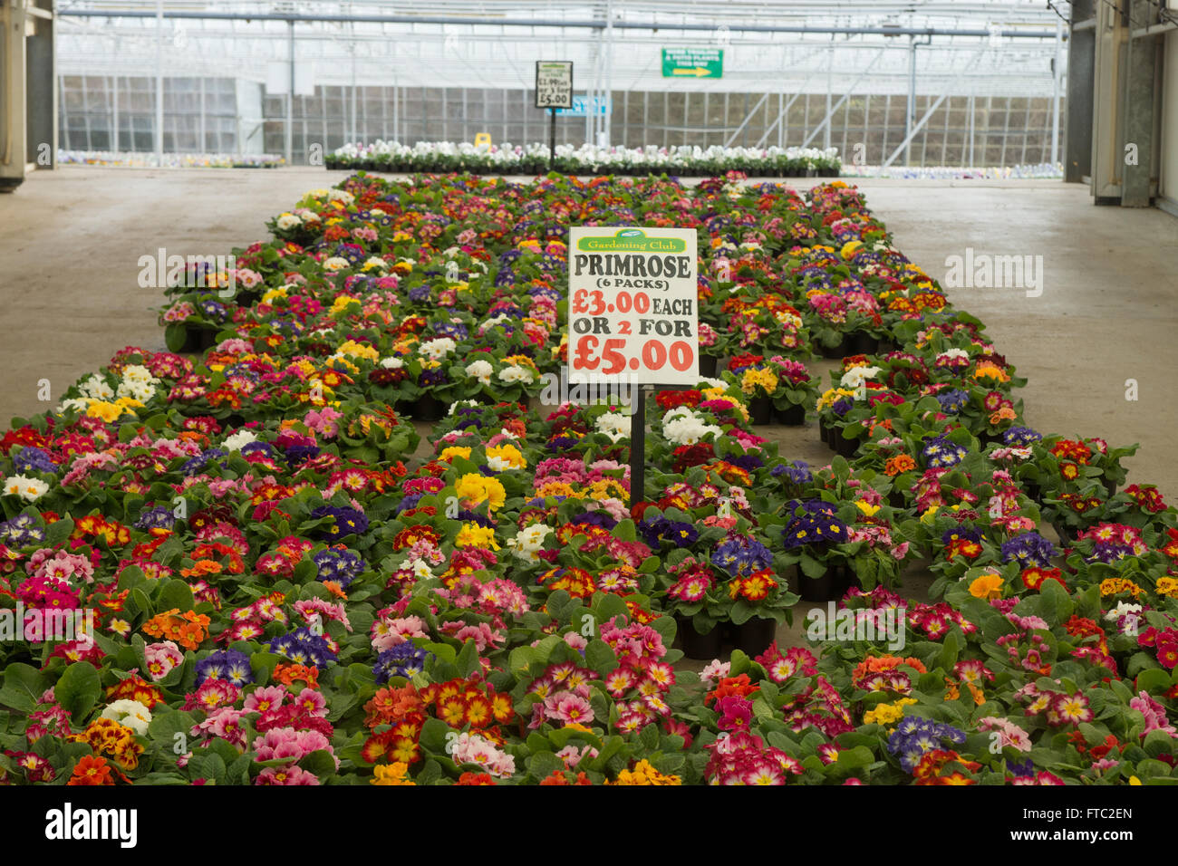 flower nursery, flower centre, garden center greenhouse Stock Photo - Alamy