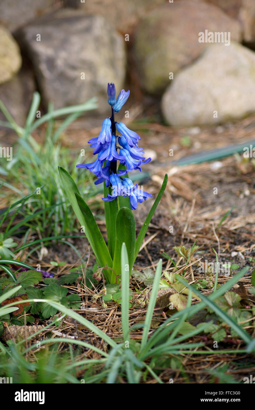 Hyacinth in the rockery garden Stock Photo - Alamy