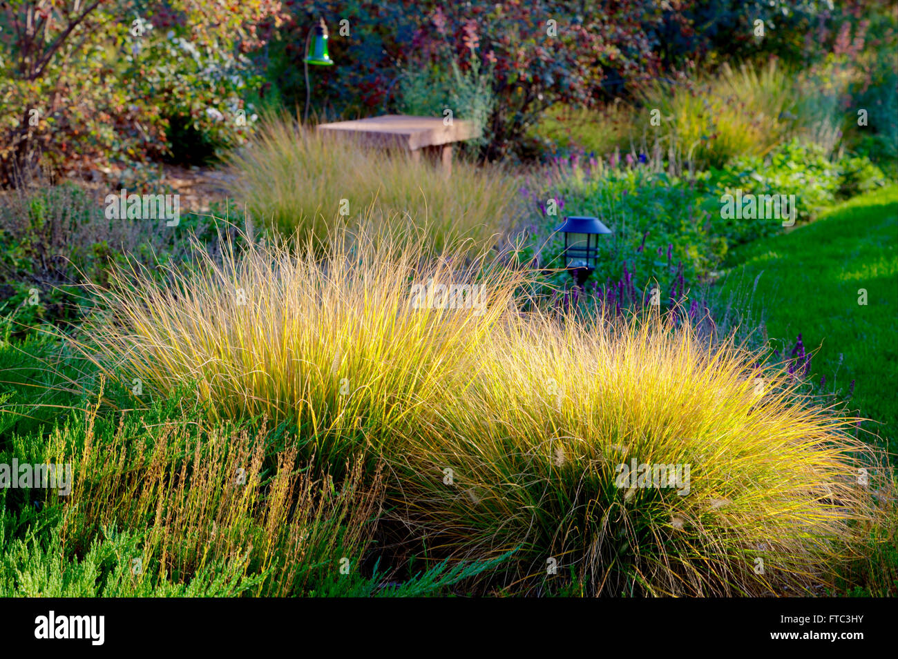 Miniature Fountain Grass Stock Photo - Alamy