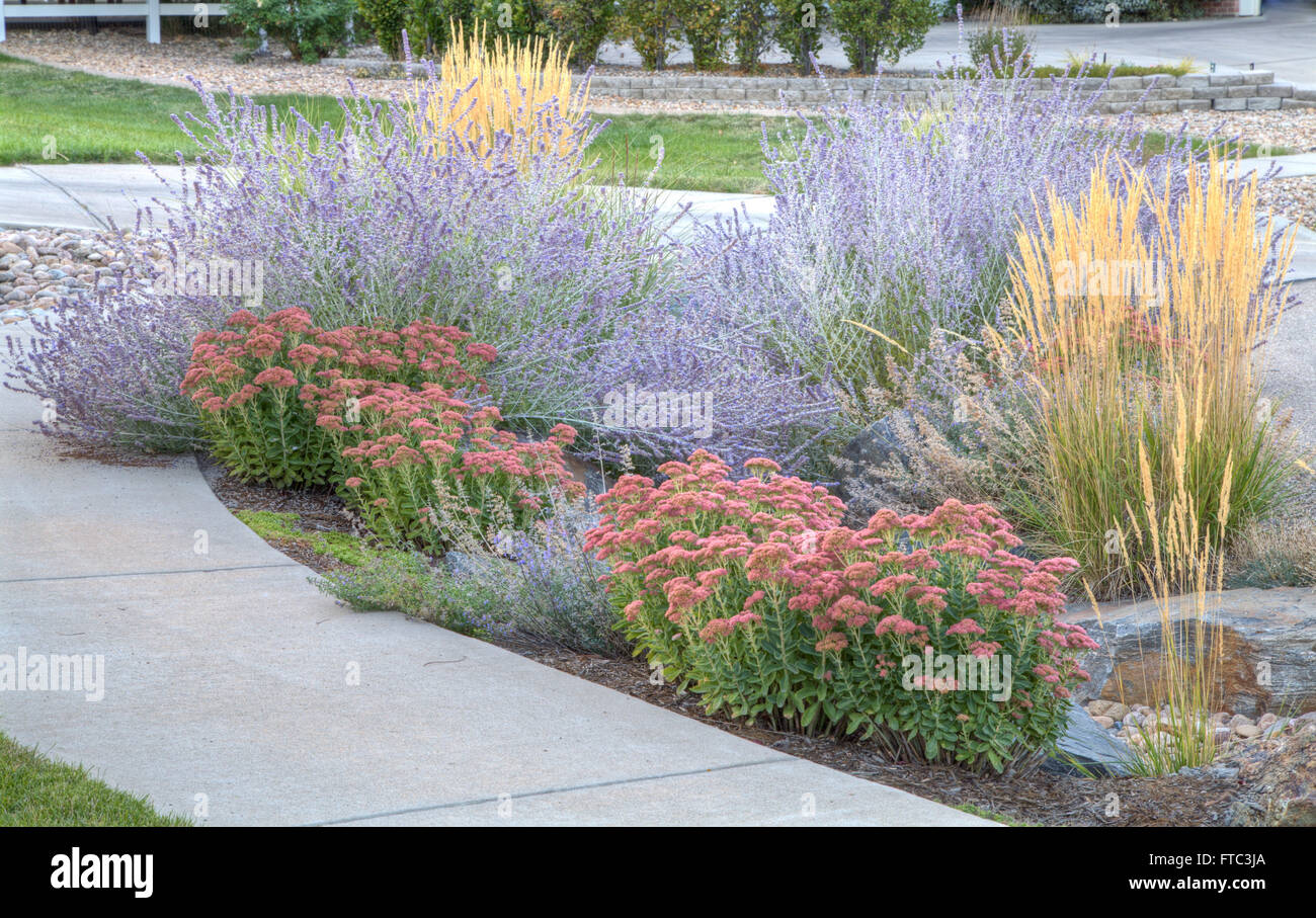 A grouping of fall flowering plants Stock Photo - Alamy