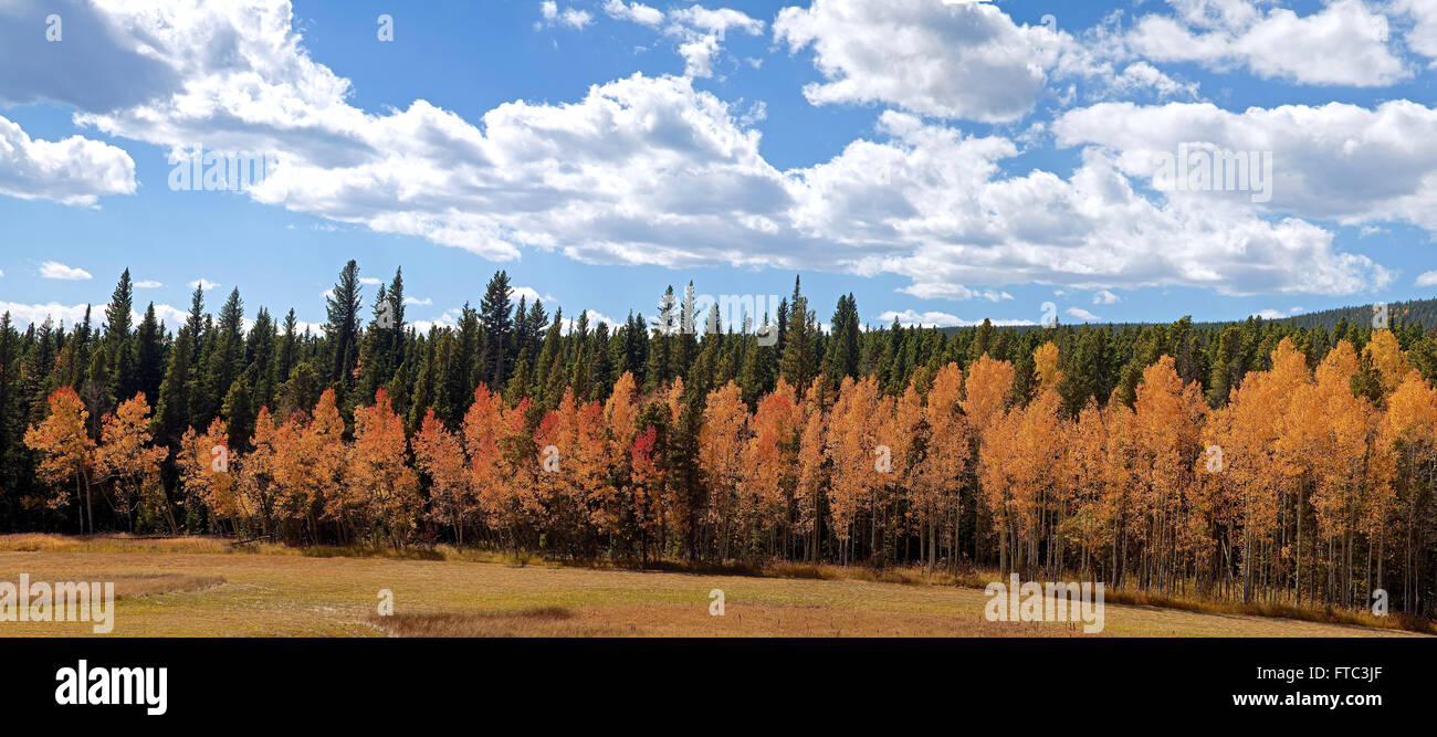 A row of quaking aspen trees Stock Photo - Alamy