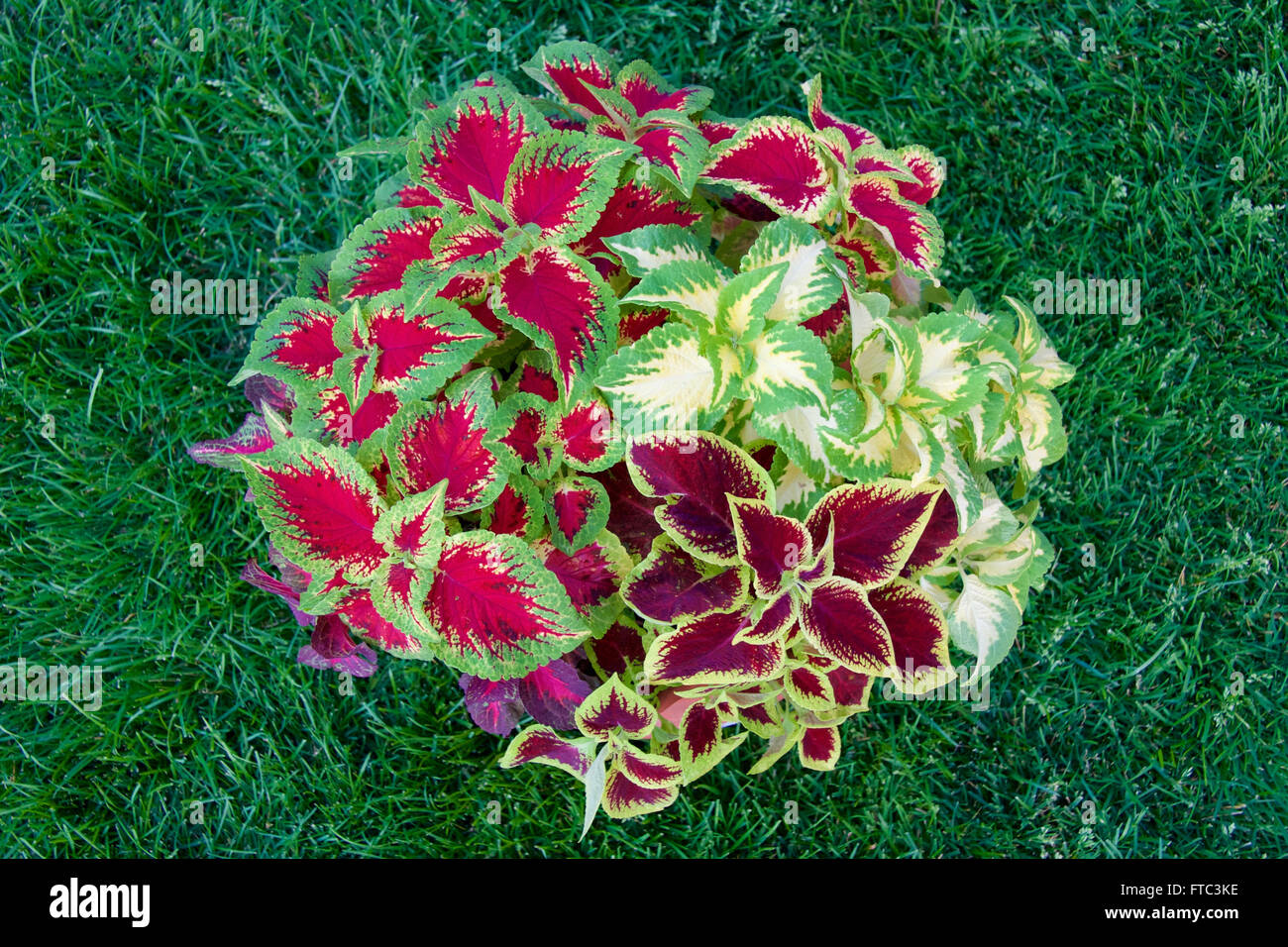 A pot of colorful mixed coleus leaves Stock Photo - Alamy