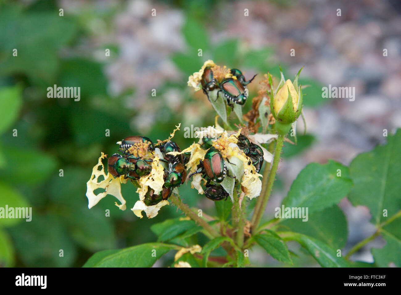 Japanese beetles hi-res stock photography and images - Alamy