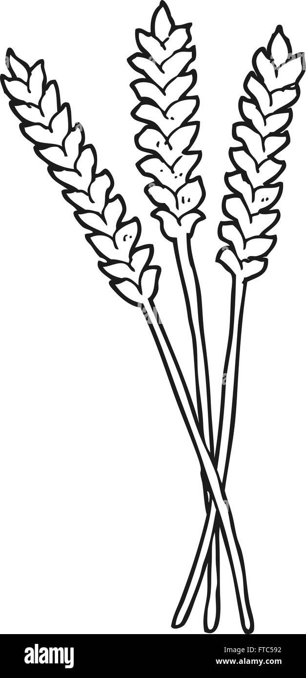 freehand drawn black and white cartoon wheat Stock Vector Image & Art ...