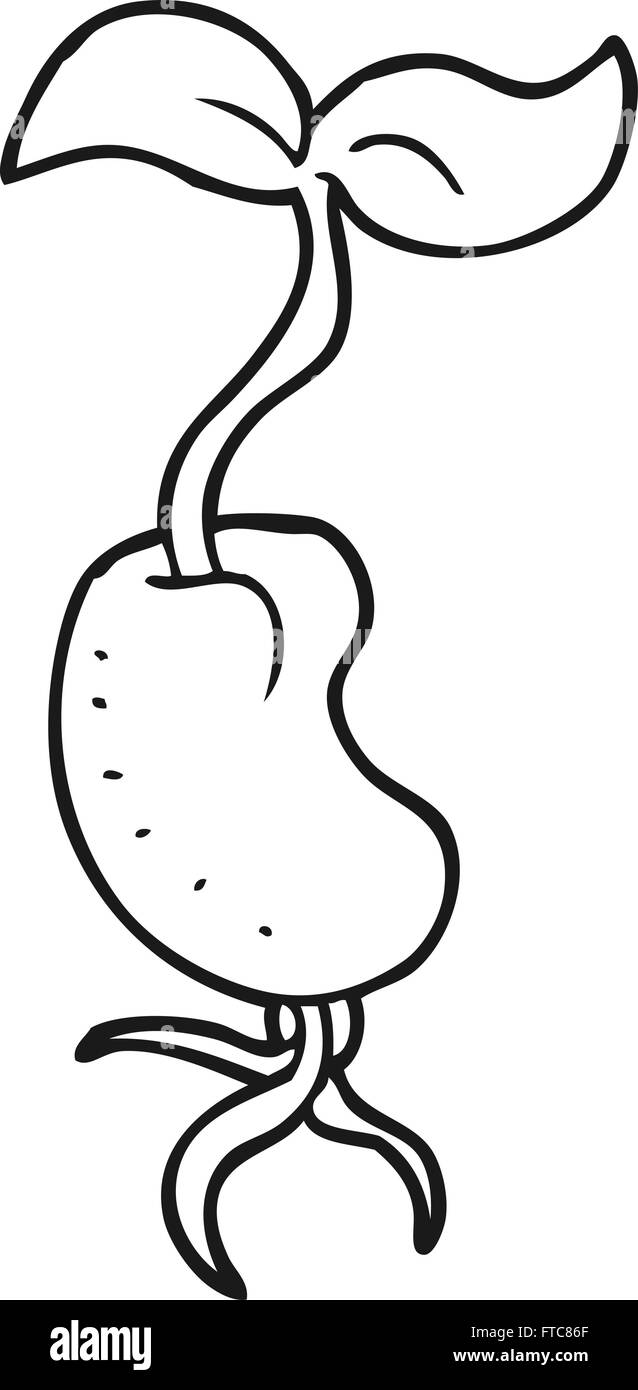 Seed germinating Black and White Stock Photos & Images - Alamy