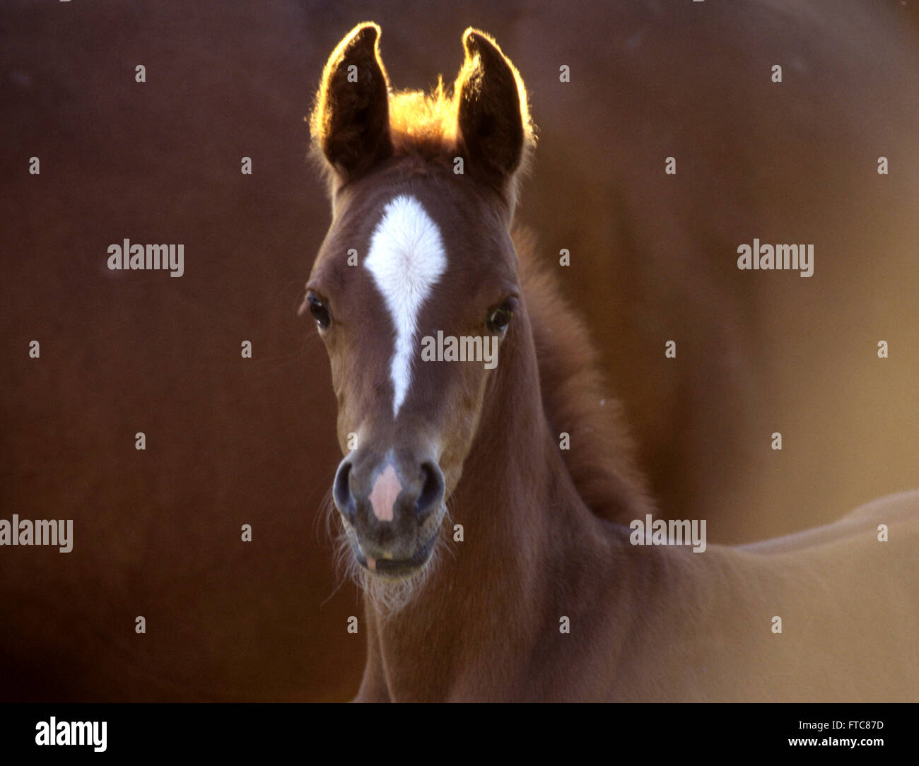 Back lit shot of Arabian foal. Body of mare used as background Stock ...