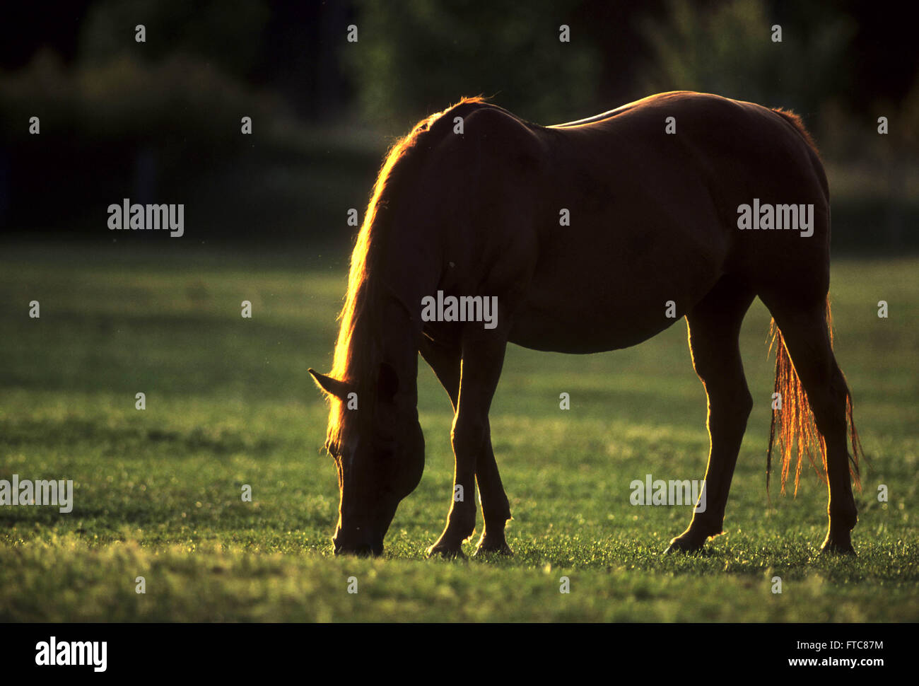 Back lit shot of horse grazing Stock Photo - Alamy