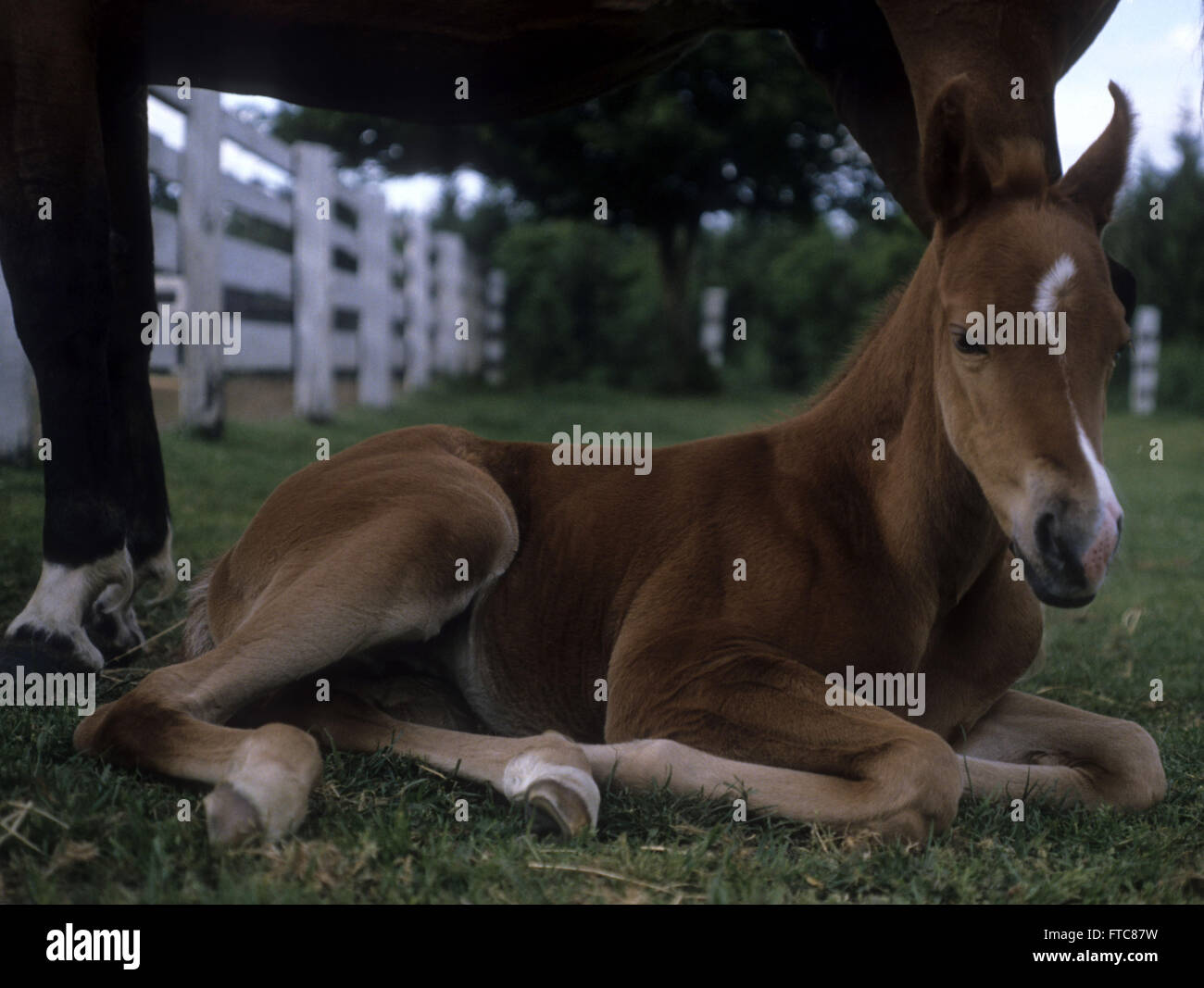Close up of baby foal lying in front of legs of its mare Stock Photo ...
