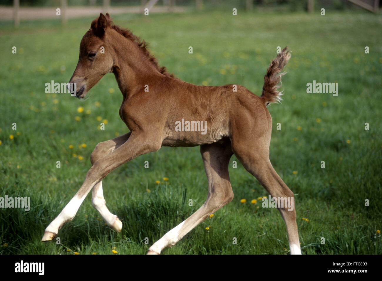 young Arabian foal running. Close up Stock Photo - Alamy
