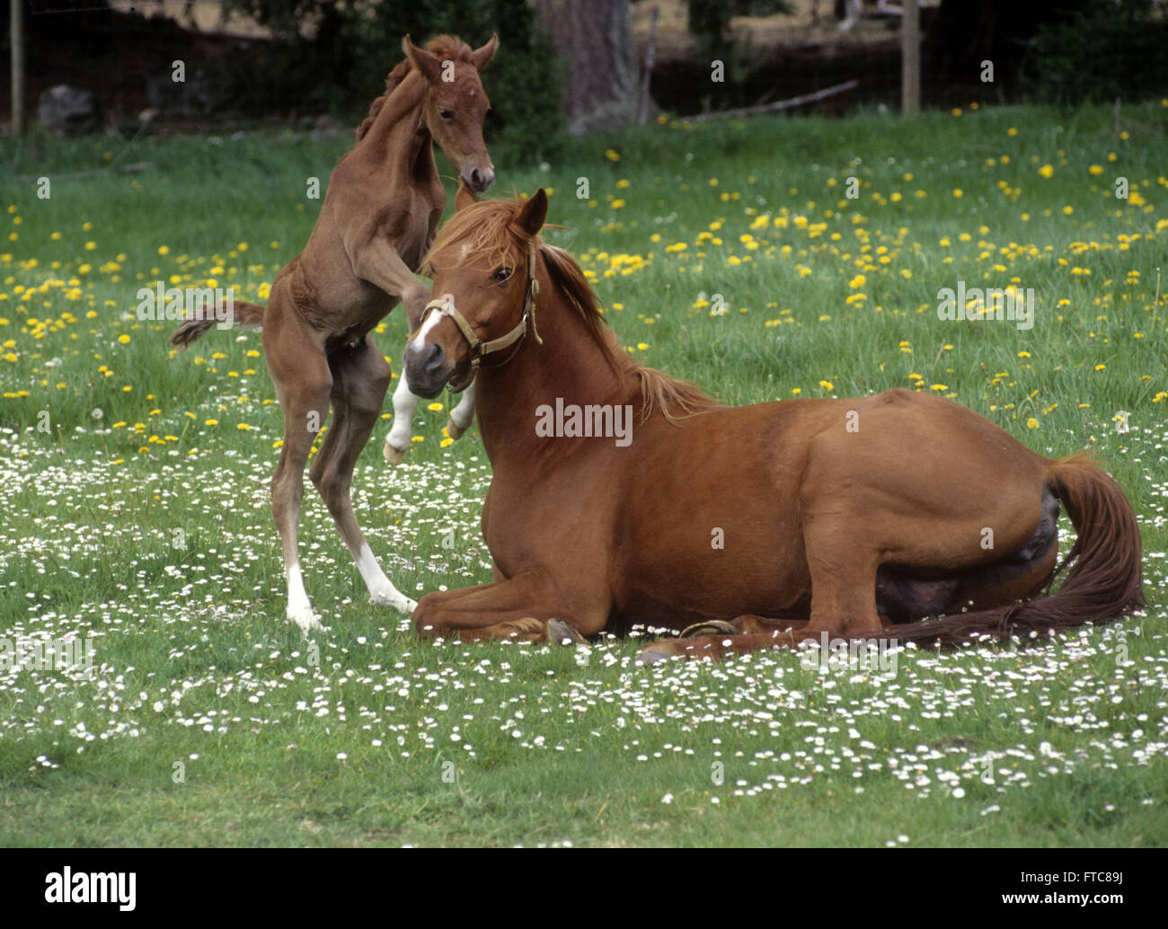 Mare and foal lying down hi-res stock photography and images - Alamy