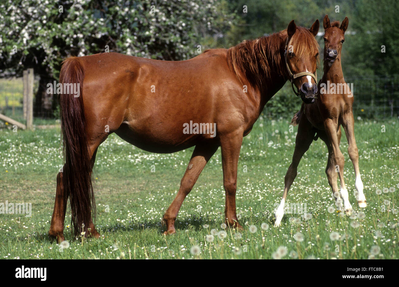 Arabian mare and foal. foal 'foaling' around with front legs in the air ...