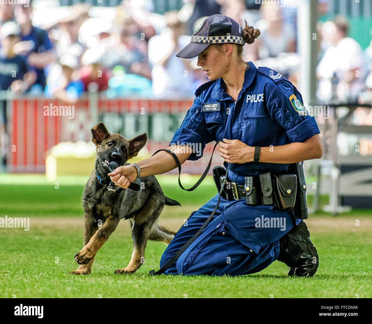 Police dog display australia hi-res stock photography and images - Alamy