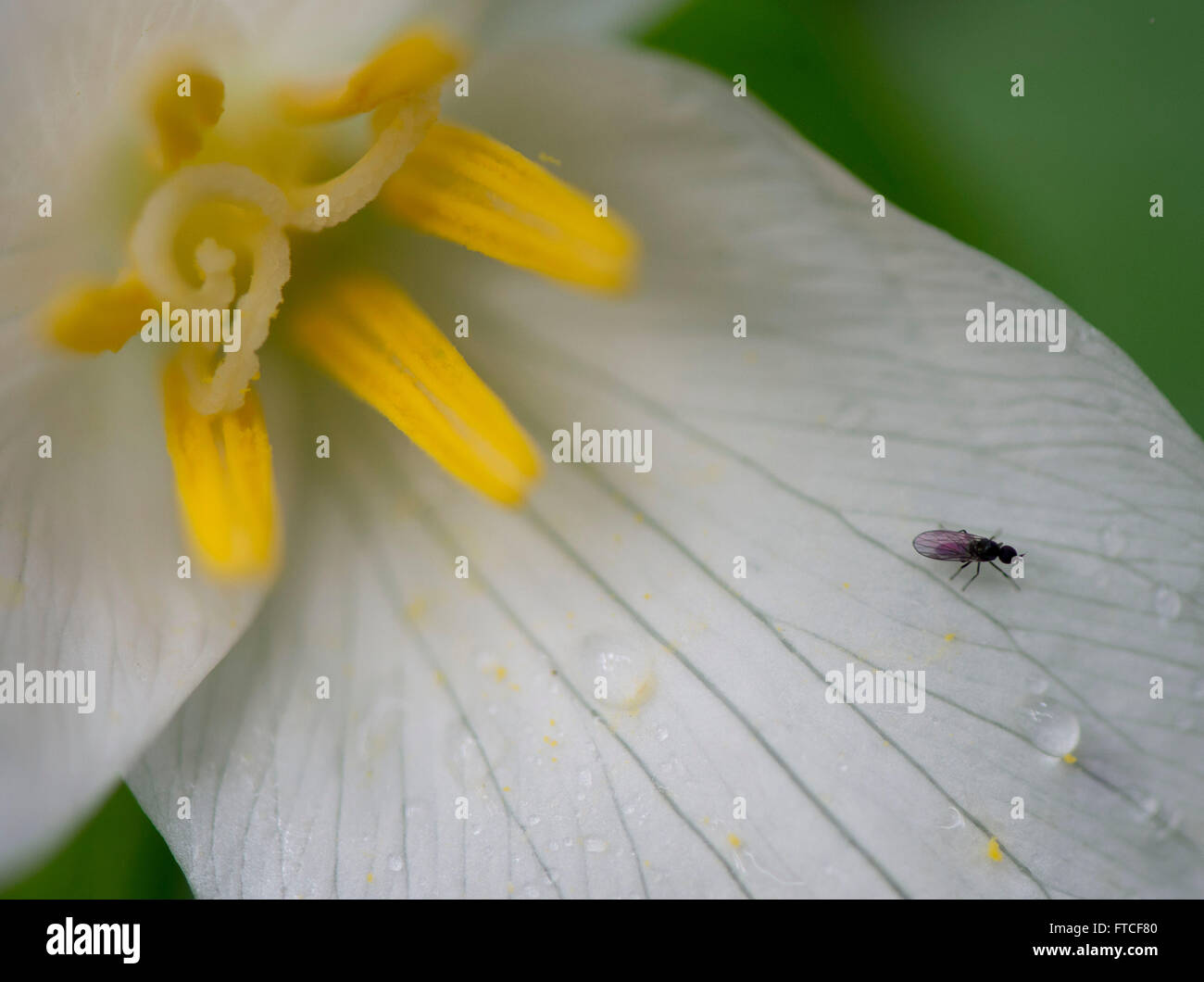 Roseburg, Oregon, USA. 26th Mar, 2016. A small insect climbs on a ...