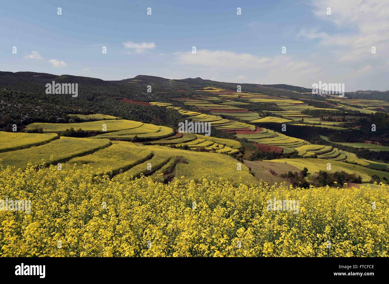 Luoping, China's Yunnan Province. 25th Mar, 2016. Rape flowers are seen ...