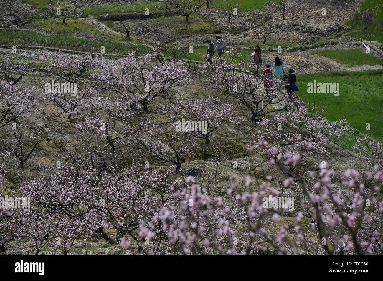 Gutian, China's Fujian Province. 27th Mar, 2016. People view peach ...