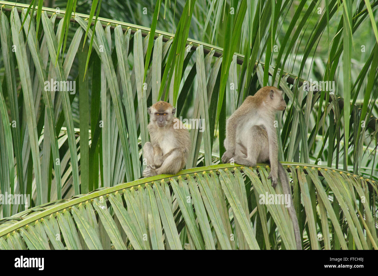 Pasir Pengaraian, Indonesia. 25th Mar, 2016. Two long tail or Kra ...