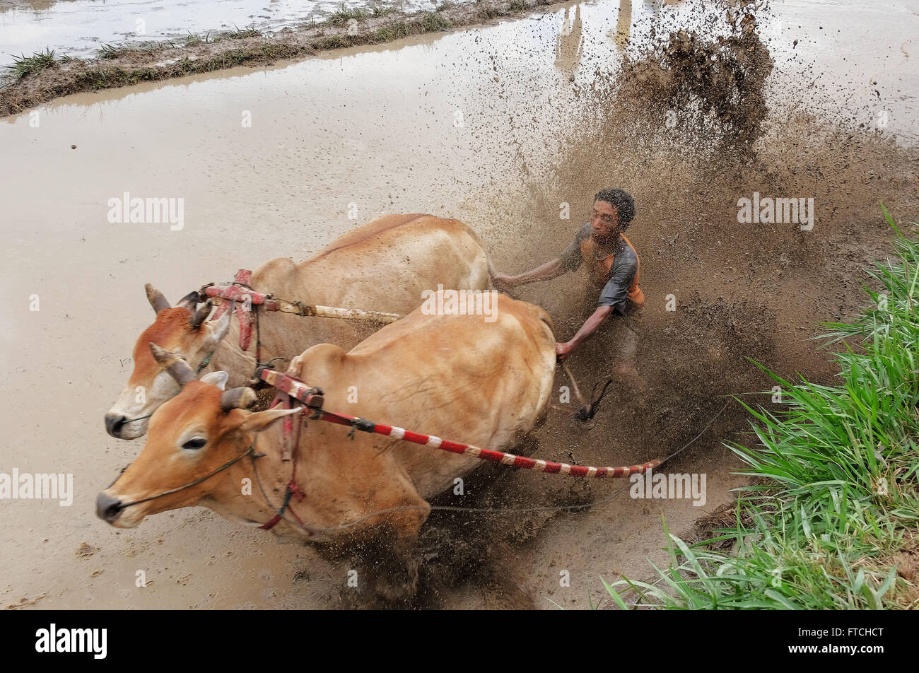 Batusangkar, West Sumatra, Indonesia. 19th Mar, 2016. BATUSANGKAR ...