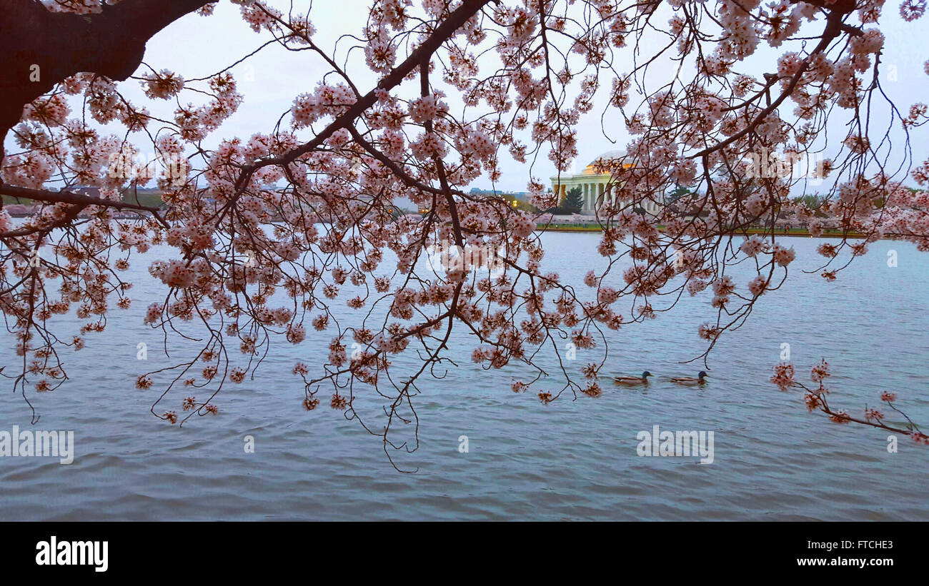 March 27, 2016, Washington,DC, USA--Japanese Cherry Blossoms are in ...