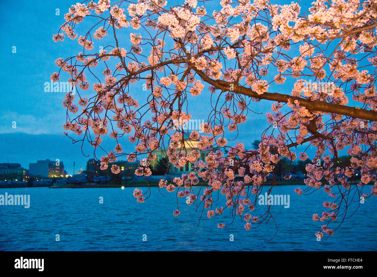 Washington DC, USA. 27th March, 2016.Japanese Cherry Blossoms are in ...