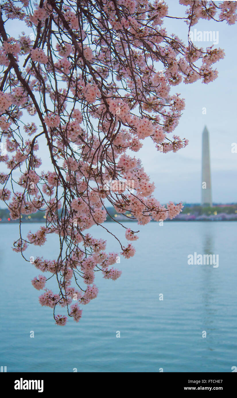 Washington DC, USA. 27th March, 2016.Japanese Cherry Blossoms are in ...