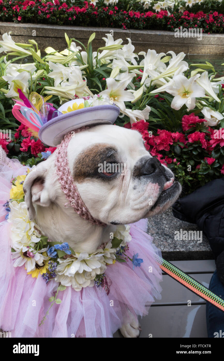 Easter rockefeller center manhattan new hi-res stock photography and ...