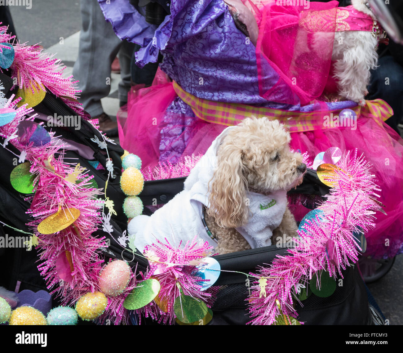 Easter new york parade dog hi-res stock photography and images - Alamy