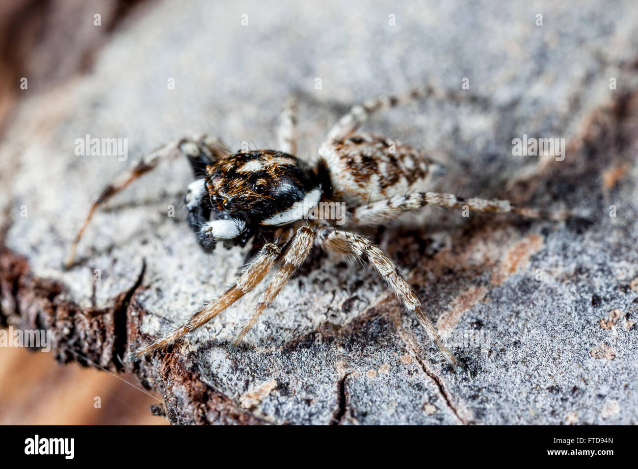 Jump bug hi-res stock photography and images - Alamy