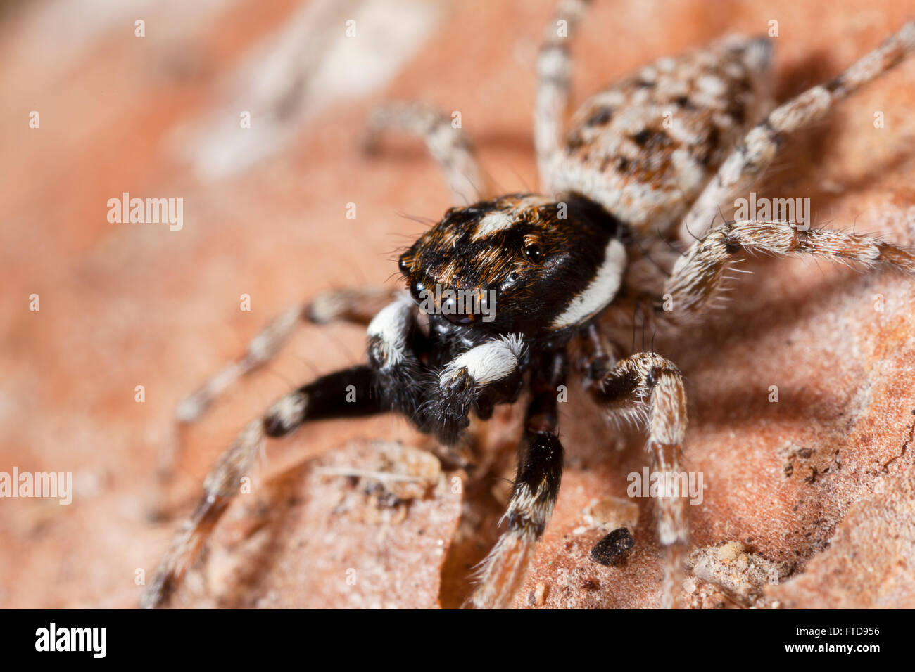 Jump bug hi-res stock photography and images - Alamy