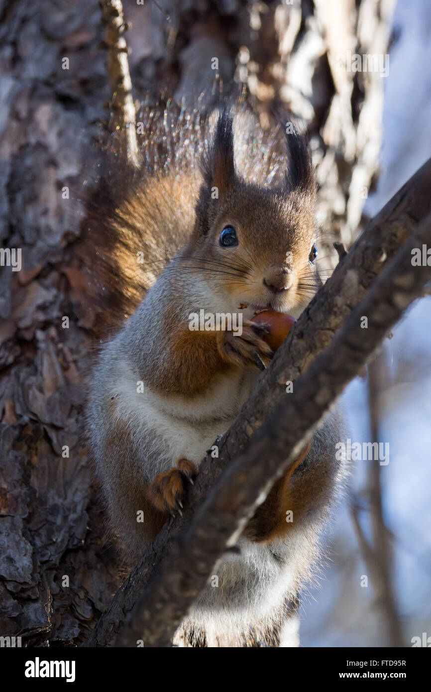 the photograph shows a squirrel on a tree Stock Photo - Alamy