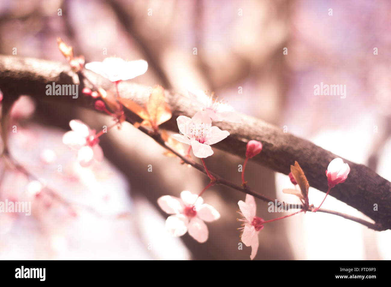Beautiful cherry tree blossom branch flowers and petals closeup macro ...
