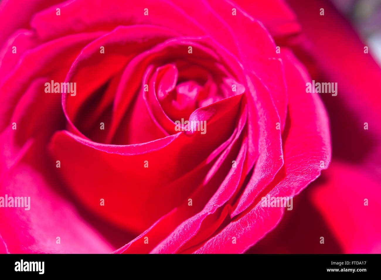 Bouquet of pretty spring flowers and red roses in bunch in florists ...