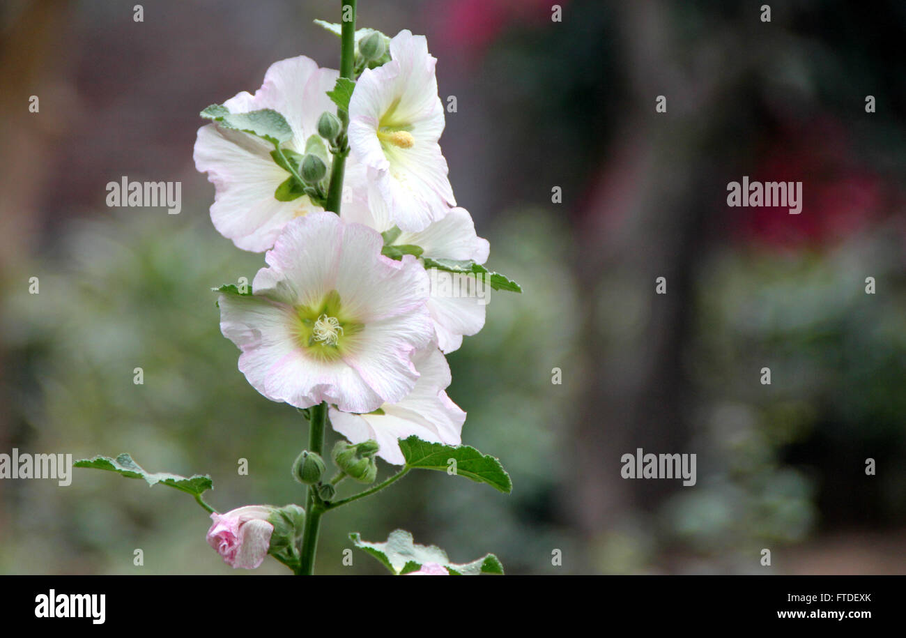 Alcea rosea, common hollyhock, white flowered, tall ornamental herb ...