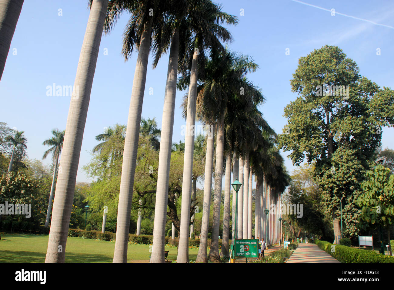 Beautiful row of majestic Royal palm trees, Roystonea regia, leading to ...
