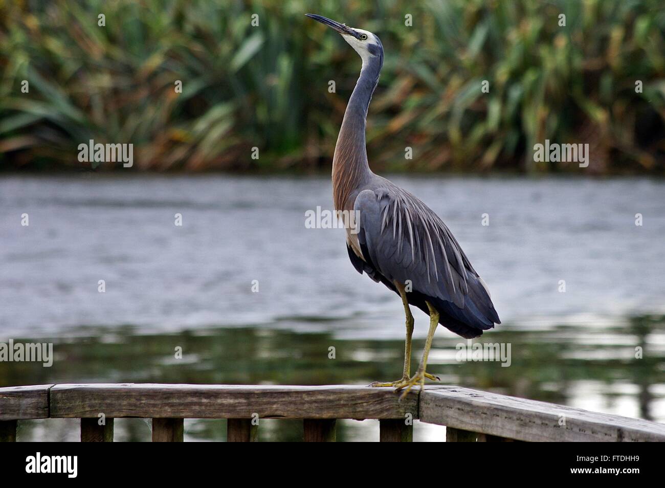 Heron animal hi-res stock photography and images - Alamy