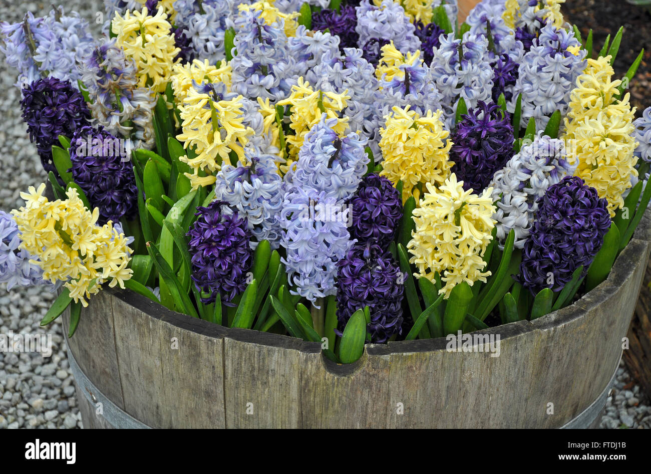 Blue, yellow and purple spring hyacinth flowers Stock Photo - Alamy
