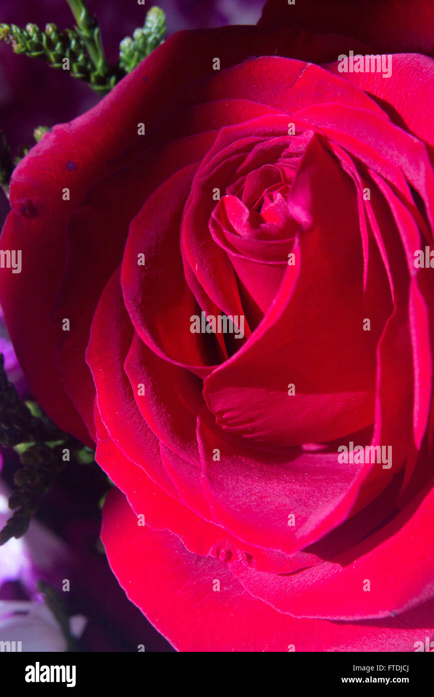 Bouquet of pretty spring flowers and red roses in bunch in florists ...