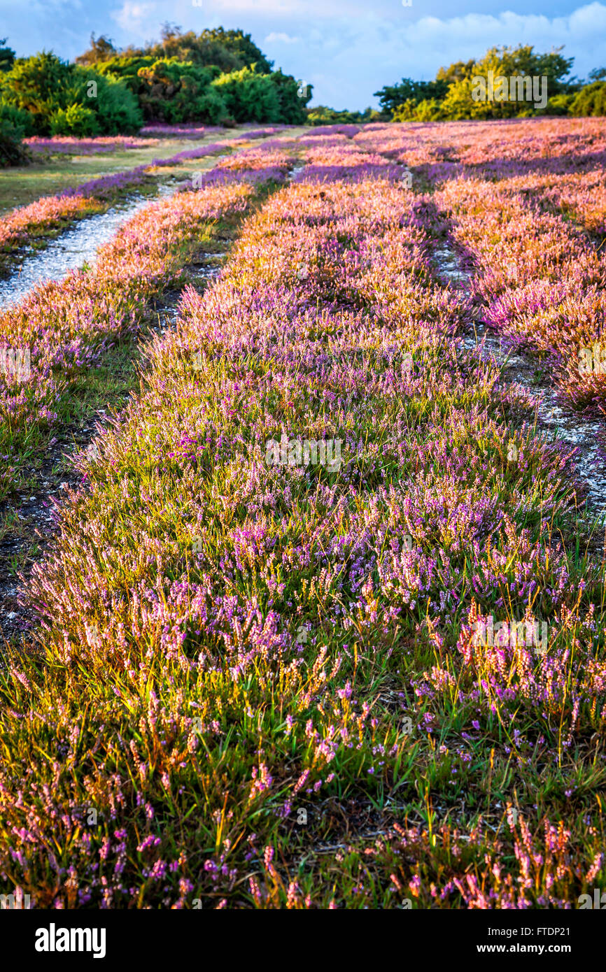 Footpaths through a Swathe of purple heather in late summer on the New ...
