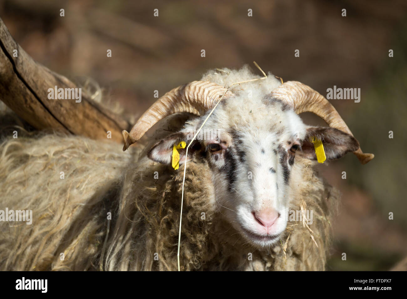 ram or rammer, male of sheep in rural farm Stock Photo - Alamy