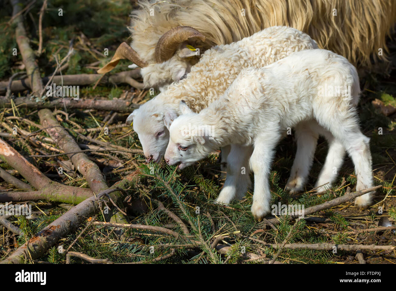 Sheep with small lamb on rural farm. Lamb is Easter holiday symbol ...