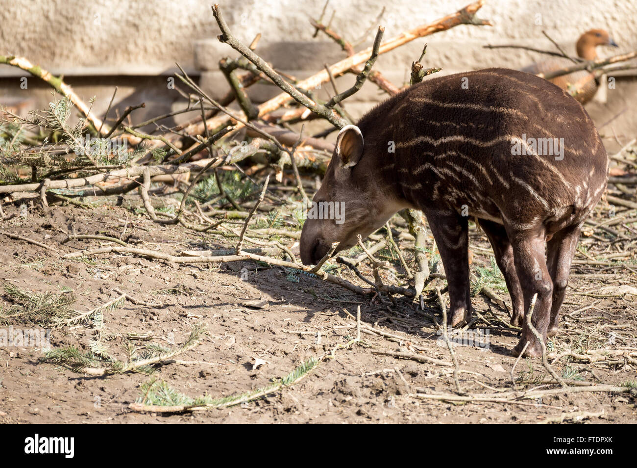 small stripped baby of the endangered South American tapir (Tapirus ...